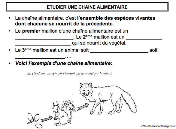 Chaîne alimentaire